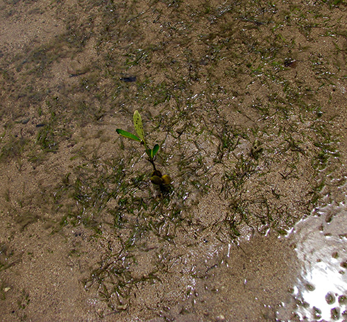 Baby-mangrove-and-seagrass – Susan Lhamo